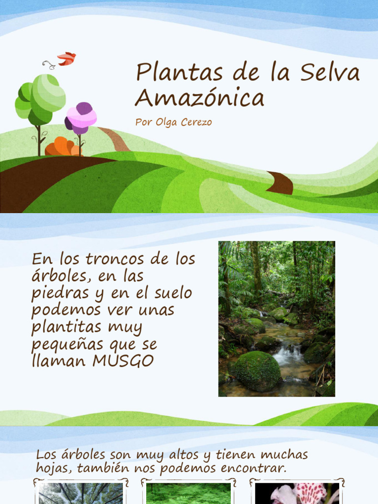 Plantas de La Selva Amazonica | PDF