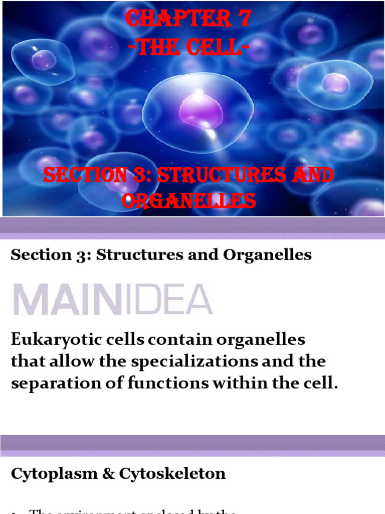 Cytoplasm: The Semifluid Cell Matrix | PDF | Endoplasmic Reticulum ...
