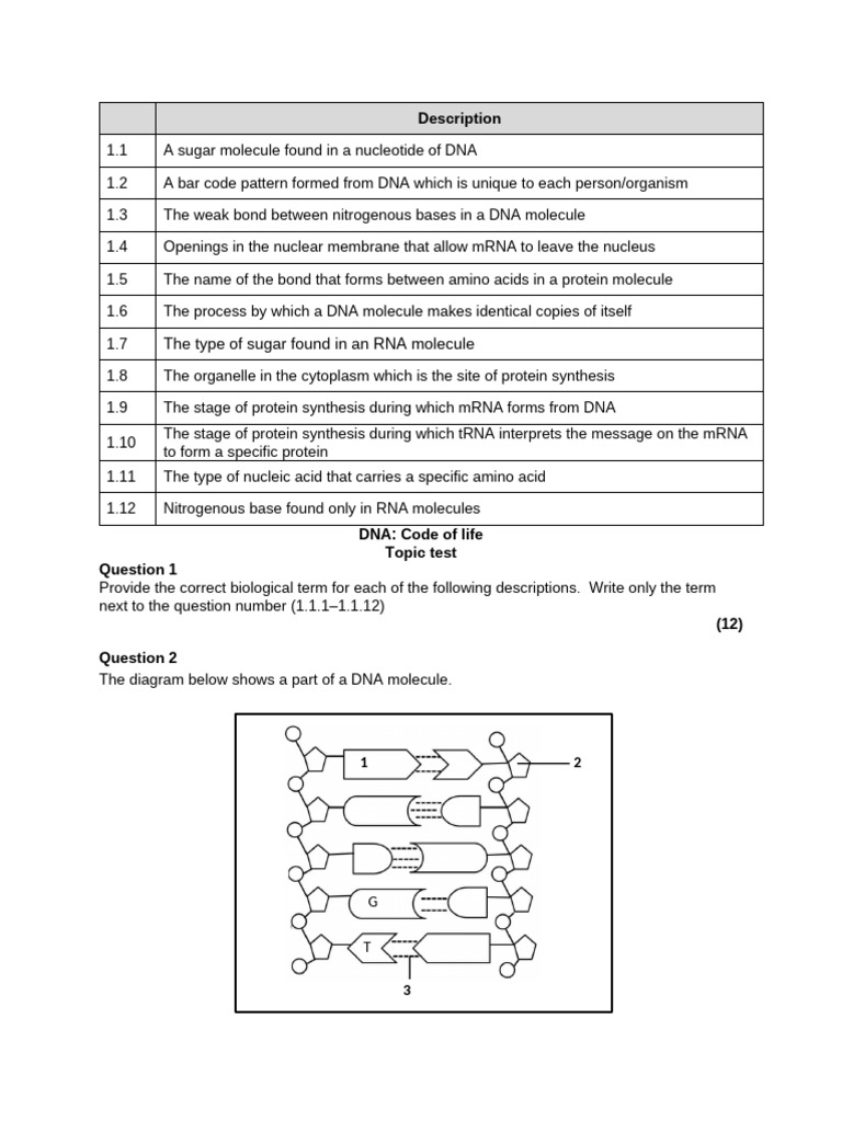 DNA Topic Test | PDF | Biosynthesis | Proteins