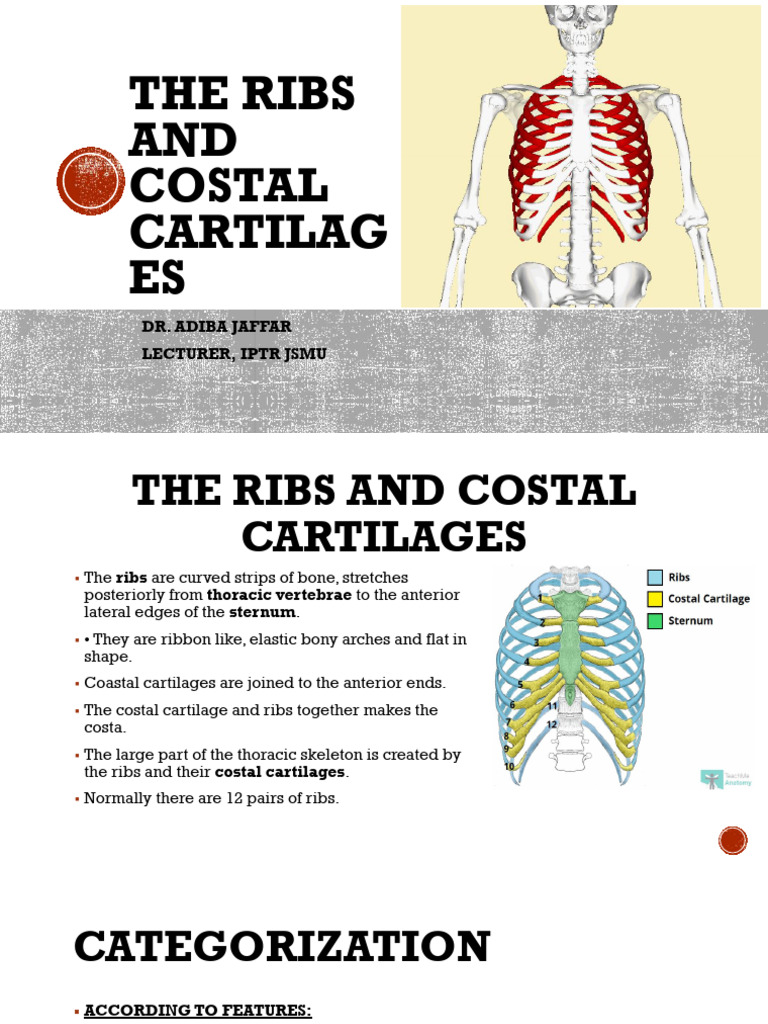 Ribs and Costal Cartilages | PDF | Vertebra | Musculoskeletal System