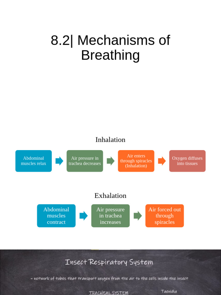 8.2 Mechanisms of Breathing | PDF