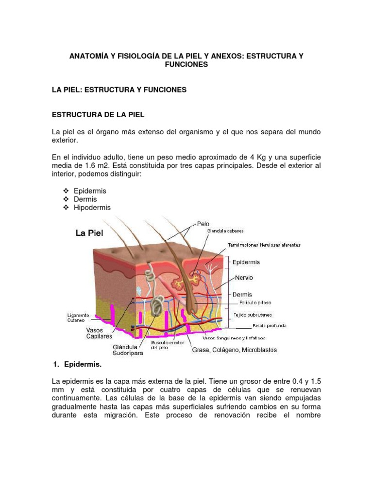 Anatomía Y Fisiología De La Piel Y Anexos Pdf Piel Epidermis