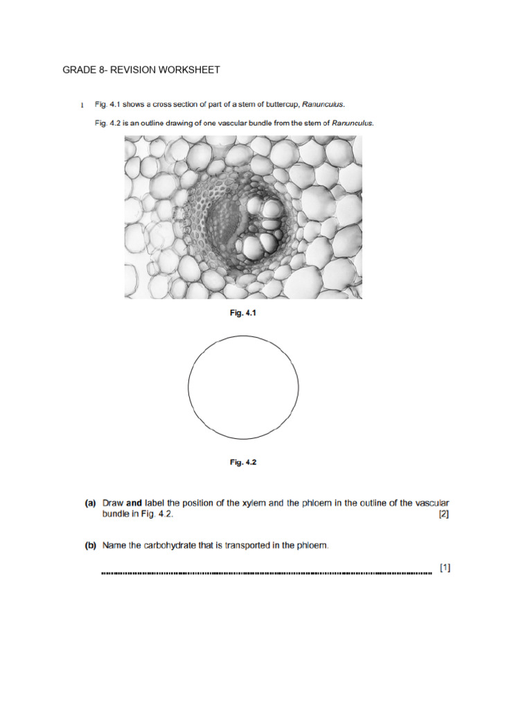 Grade 8 - Revision Worksheet | PDF
