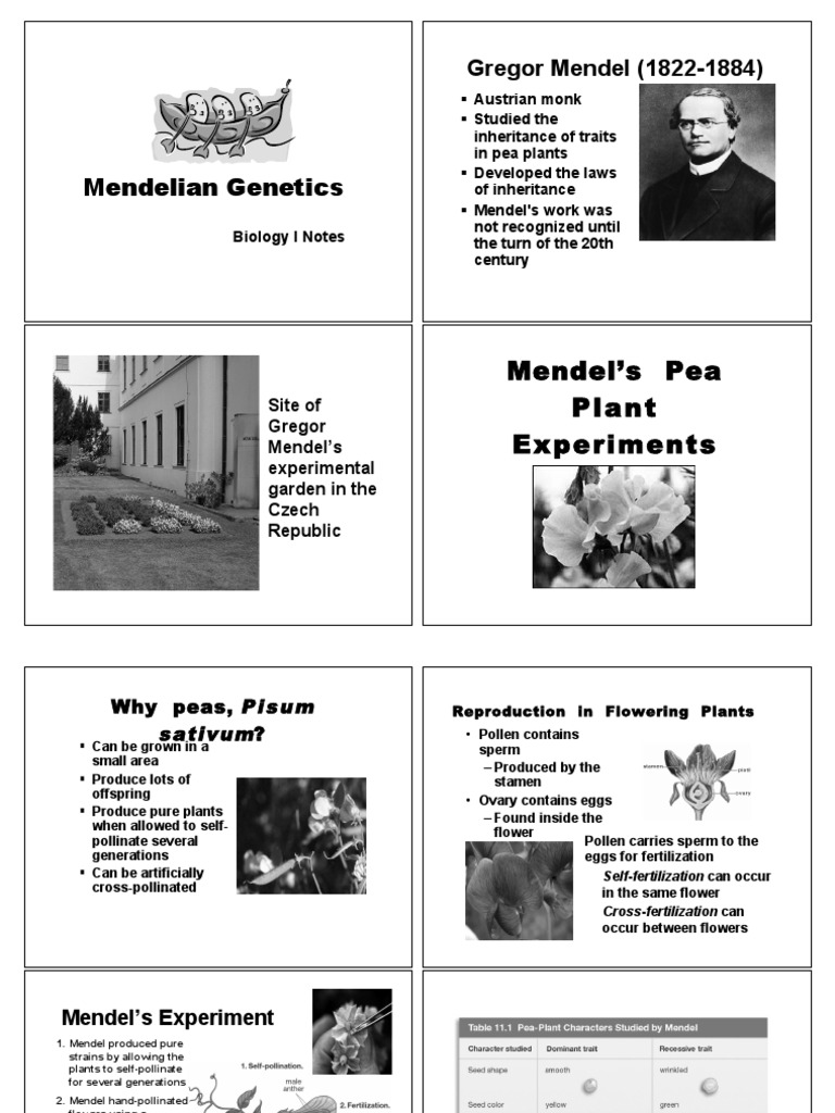 Mendelian Genetics: Mendel's Pea Plant Experiments | PDF | Dominance ...
