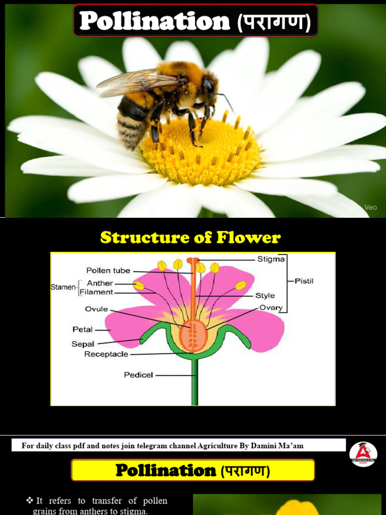 Pollination | PDF