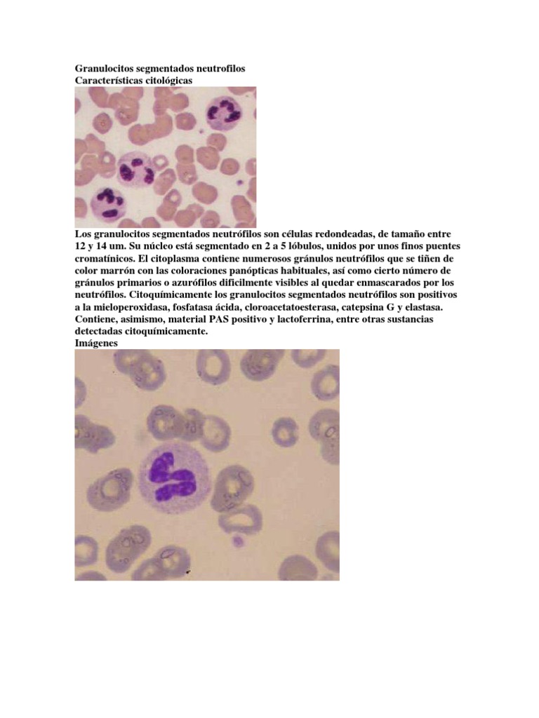 Granulocitos segmentados neutrofilos | Biología Celular | Histología