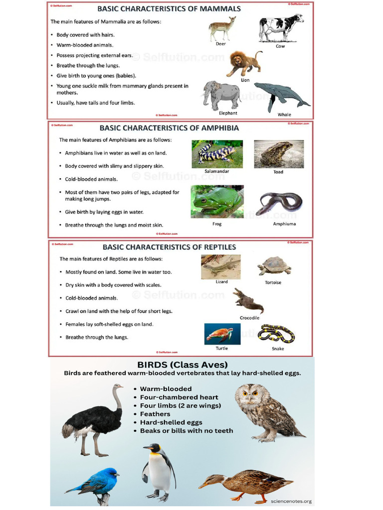 Amphibia Reptiles Mammals Birds Characteristics | PDF