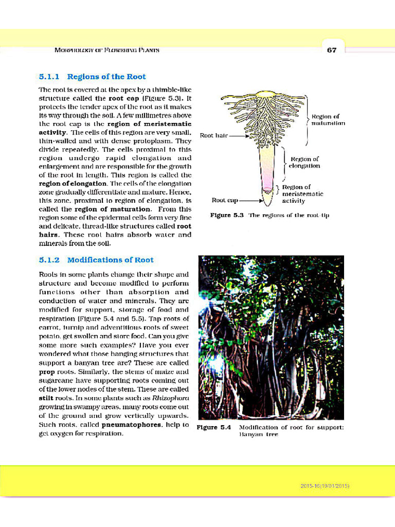 Modifications - Root Stem Leaf | PDF