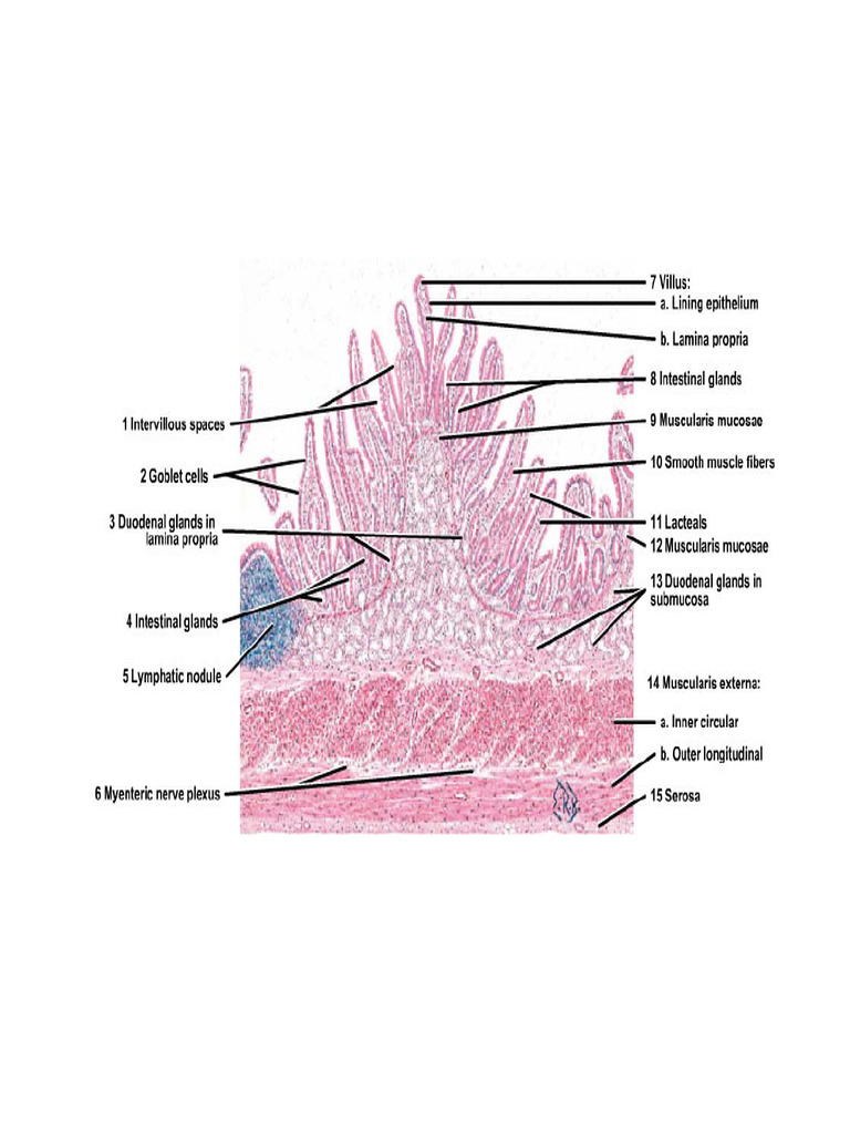 Small Intestine - Histology | PDF