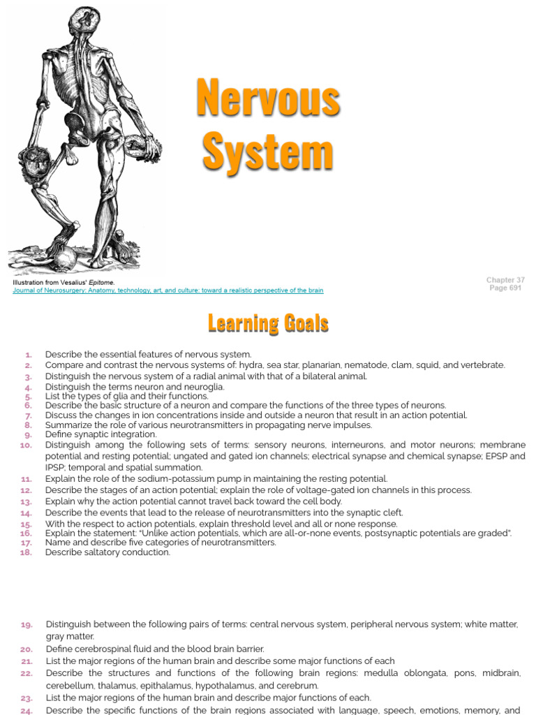 Neurons and Nervous Systems v.2122 | PDF | Nervous System | Chemical ...