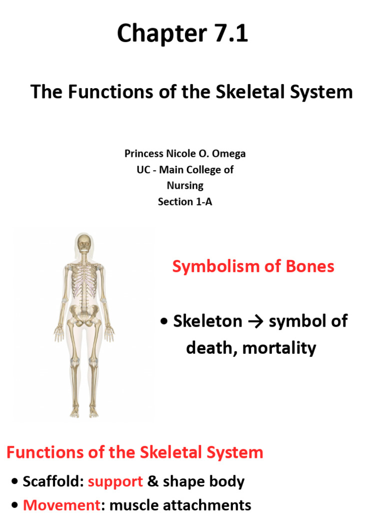 Chapter 7 Bone Tissue and The Skeletal System | PDF | Bone | Osteoblast