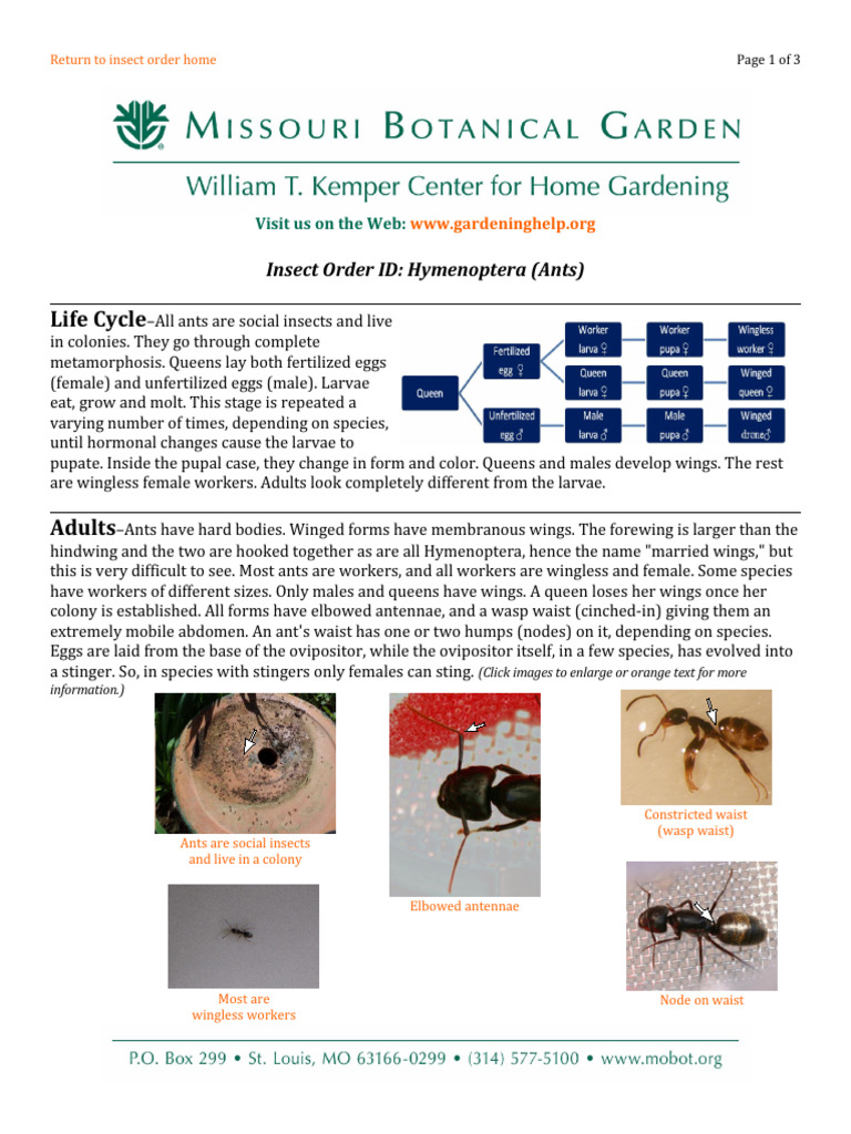 Ants: Order Hymenoptera Overview | PDF | Ant | Hymenoptera