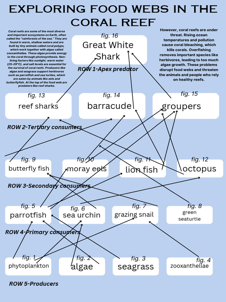 Coral Reef Food Web Dynamics | PDF | Coral Reef | Coral
