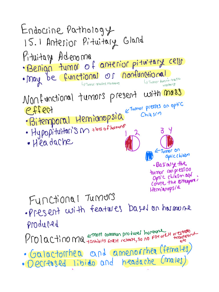 Pathoma Chapter 15 Hand Written Notes | PDF | Adrenal Gland | Thyroid