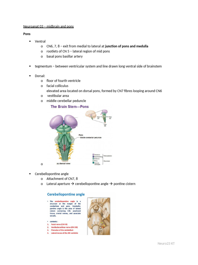 Neuroanatomy 03 - Pons and Midbrain-1 | PDF | Brainstem | Cerebellum