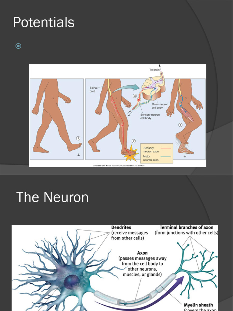 Neuronal Electrical Signals Explained | PDF | Action Potential | Myelin