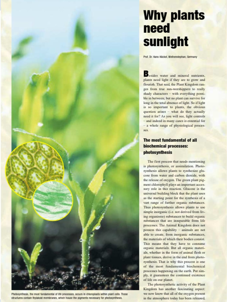 Plants Sunlight | PDF | Photosynthesis | Plants