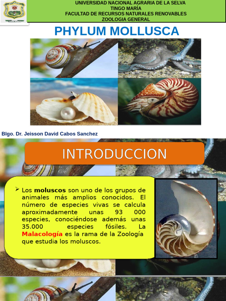 Phylum Mollusca Zoologia General | PDF | Moluscos | Biología
