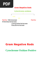Gram-Negative Curved Rods Overview | PDF | Cholera | Immunology
