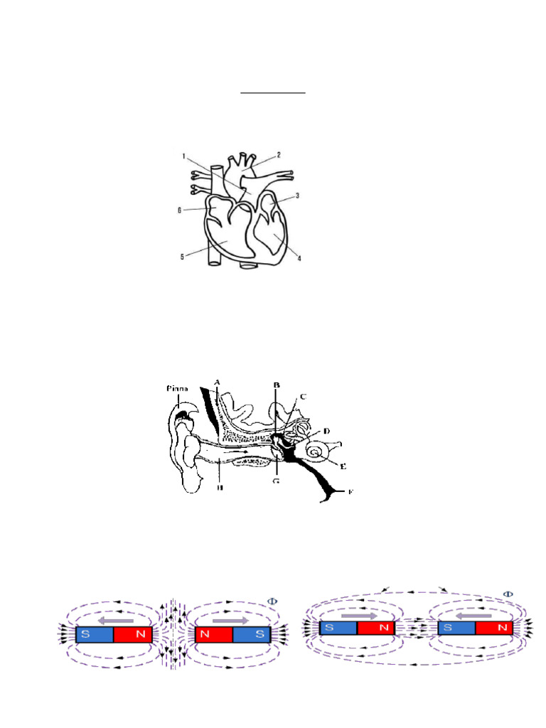 Integrated Scince Shs 2 End of 2nd Semister Exam | PDF | Ventricle (Heart) | Atrium (Heart)