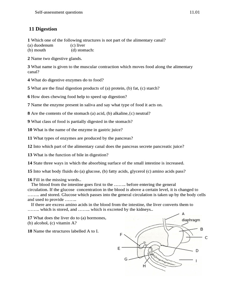 Digestion Questions | PDF