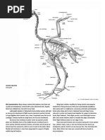 Chicken Skeletal Anatomy Overview | PDF | Pelvis | Skeletal System