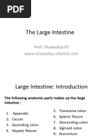 Sigmoid Colon Length and Anatomy | PDF | Large Intestine | Rectum