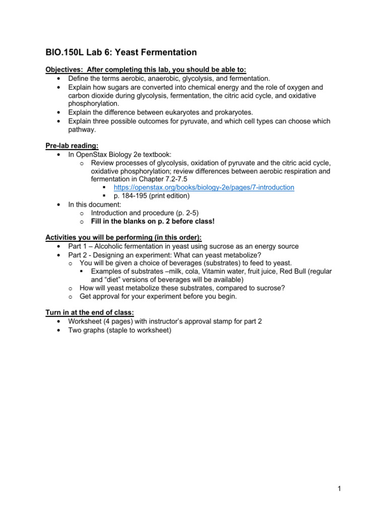 Yeast Fermentation Lab: Exploring Energy | PDF | Cellular Respiration ...