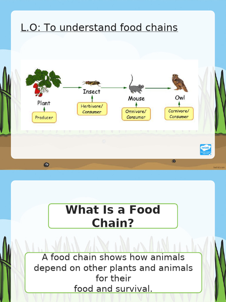 Food Chain 1 | PDF