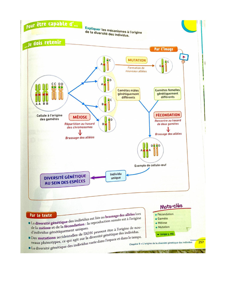 Manuel SVT Genetique 2 Chapitre Et Physique Ions | PDF