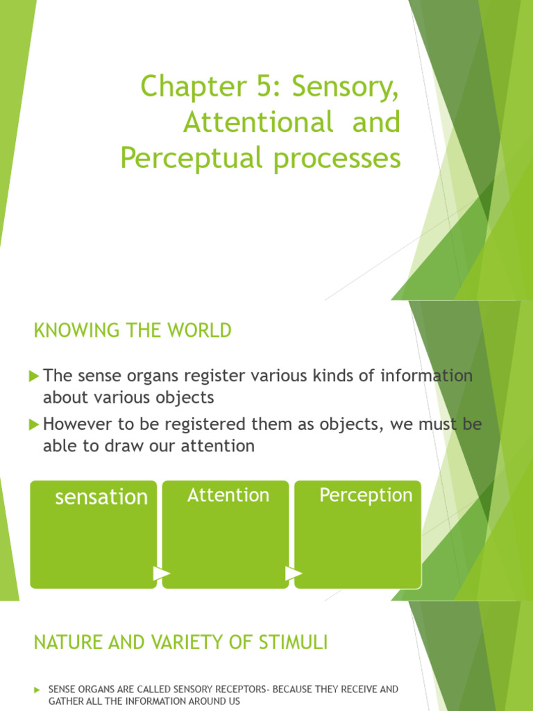 Sensory and Perceptual Processes Explained | PDF | Senses | Perception