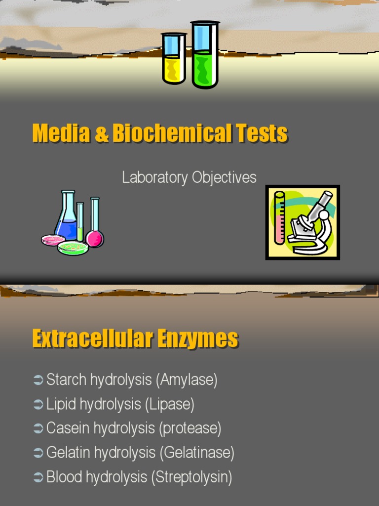 Media & Biochemical Tests: Laboratory Objectives | PDF | Staphylococcus ...