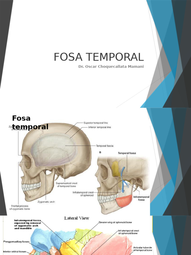 Fosa Temporal | PDF