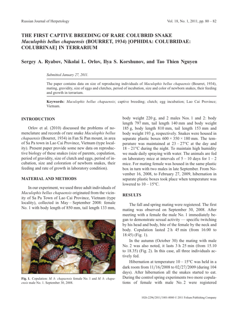 The First Captive Breeding of Rare Colubrid Snake Maculophis Bellus ...