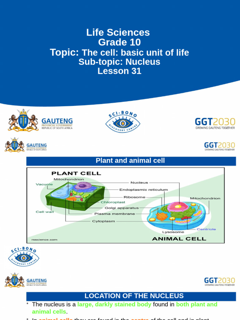 Life Sciences The Cell (Nucleus) | PDF | Cell Nucleus | Chromosome