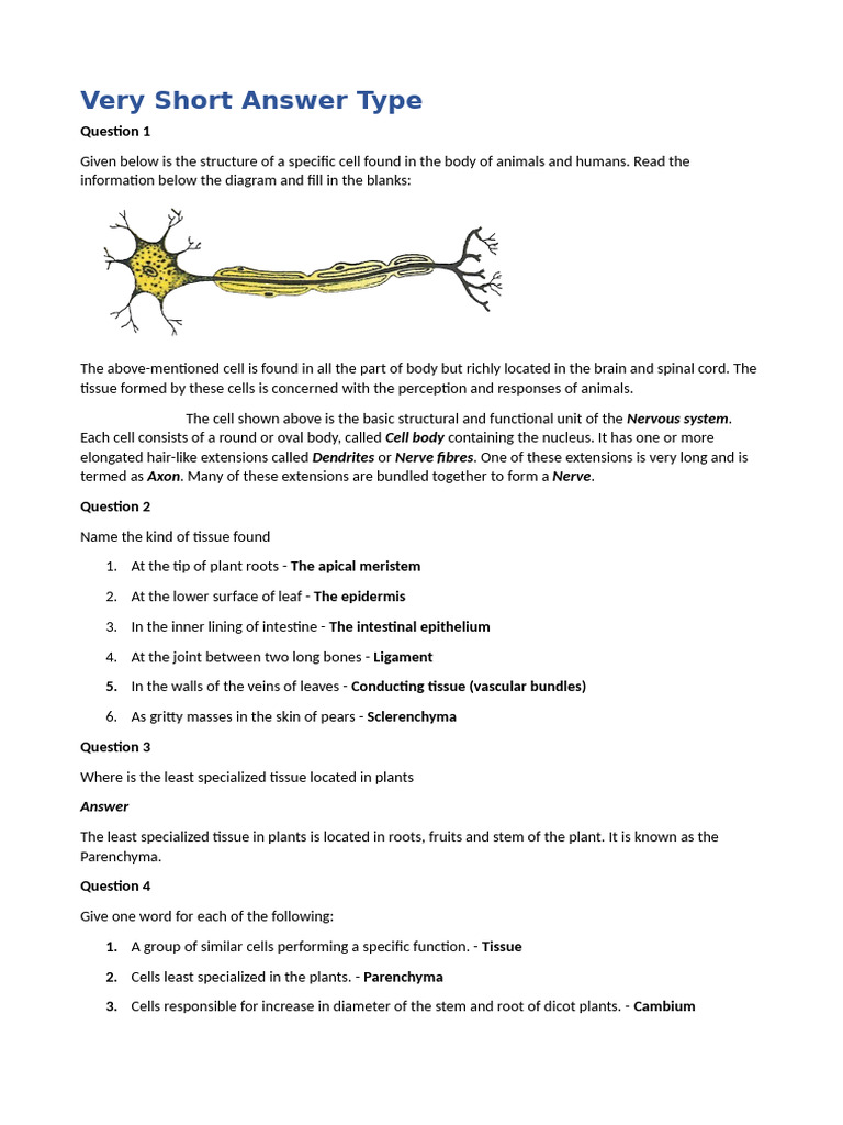 Overview of Animal and Plant Tissues | PDF | Tissue (Biology) | Epithelium