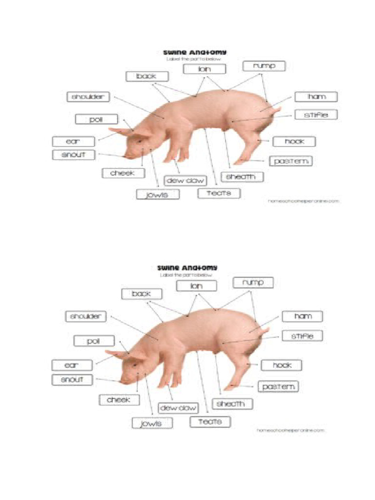 External Parts of A Pig | PDF