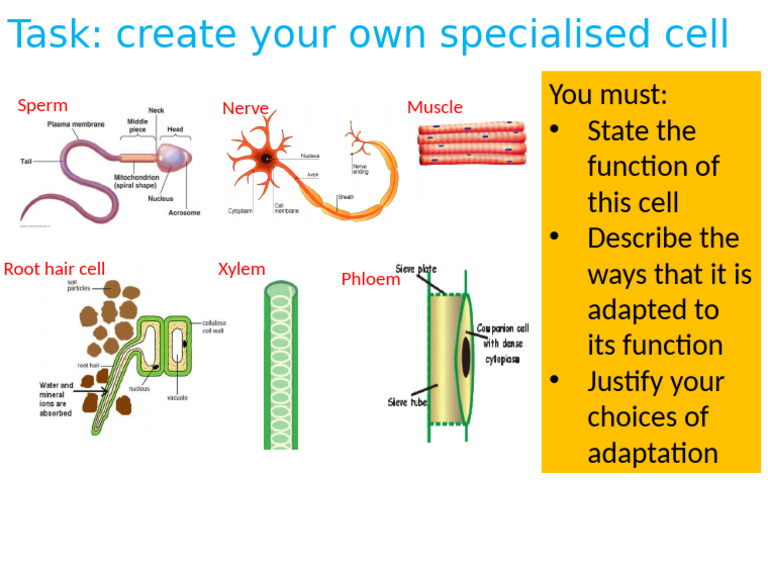 Specialized Cell Functions and Adaptations | PDF
