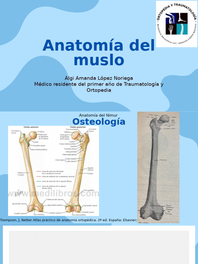 Anatomía Del Fémur Distal y Rodilla | PDF | Rodilla | Anatomía humana