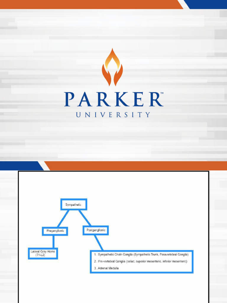 ANS Concept Maps and Brachial PLexus Schema | PDF