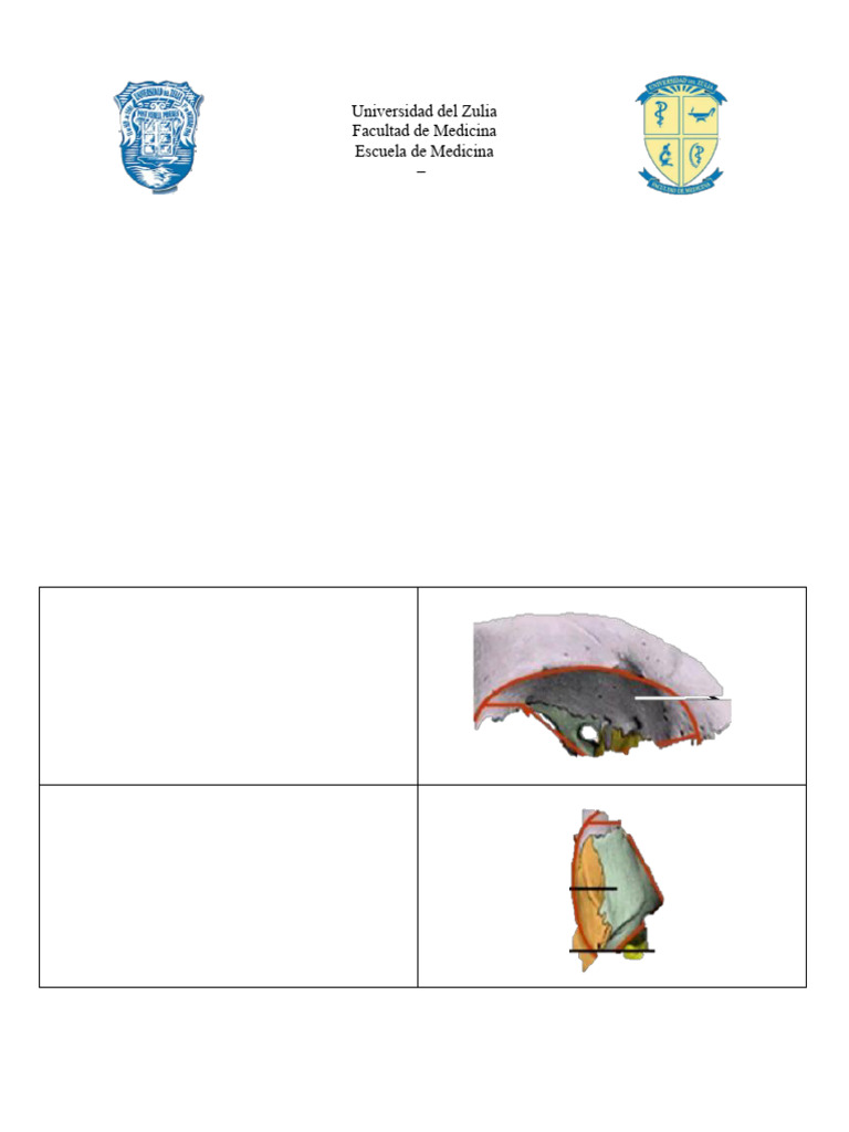 Unidad Organo de Los Sentidos - Vista-Resumen Seminario | PDF | Ojo ...