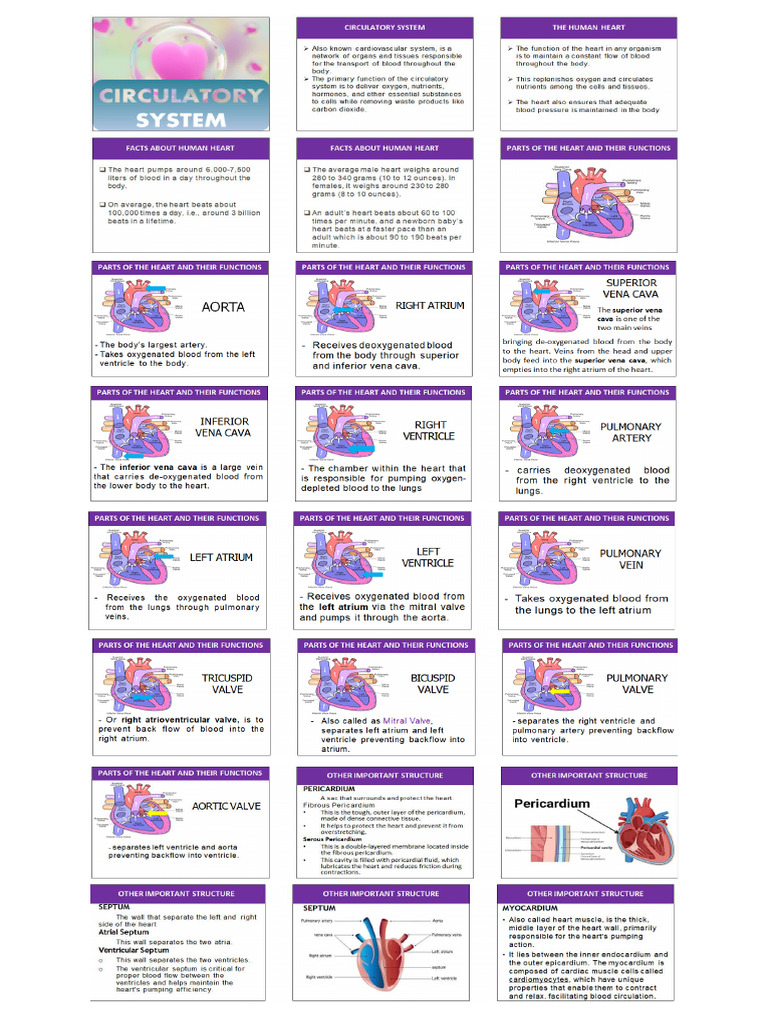 Grade 9 Parts of The Heart | PDF
