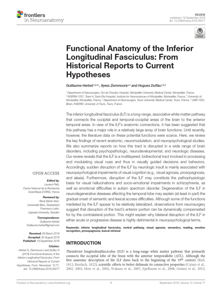 Inferior Longitudinal Fasciculus Review | PDF | Occipital Lobe ...