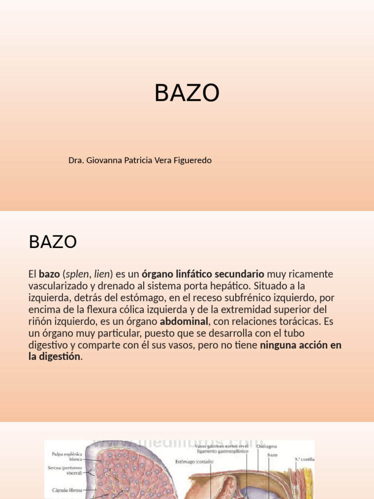 Anatomía y Funciones del Bazo | PDF | Bazo | Estómago