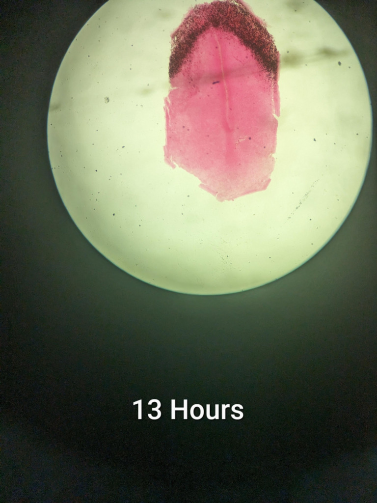 Embryonic Development in Chick | PDF