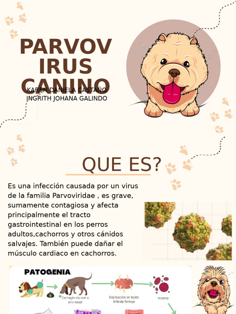 Parvovirus Canino | PDF