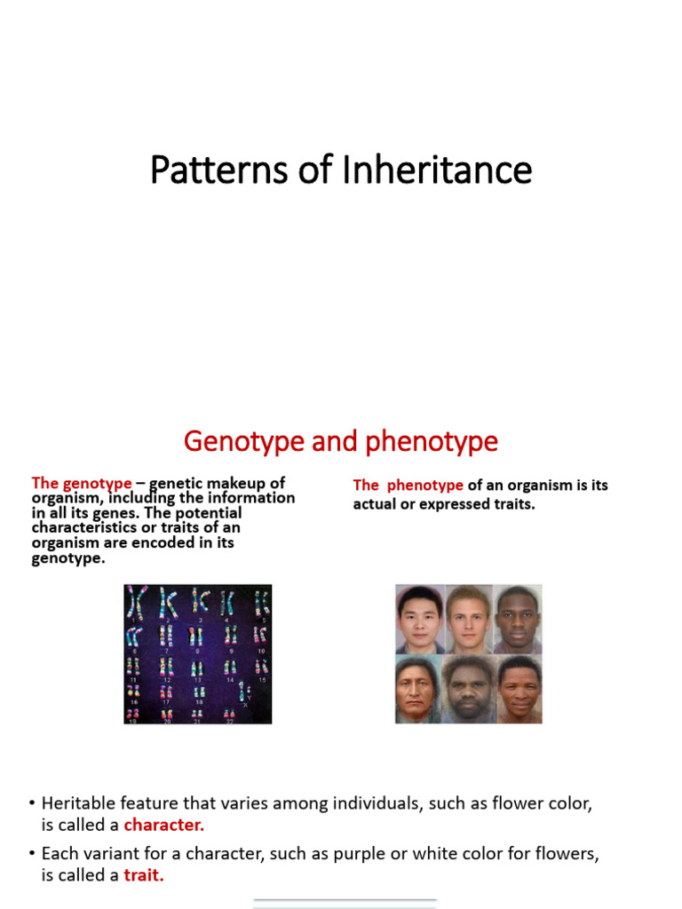 Patterns of Inheritance | PDF | Dominance (Genetics) | Genotype