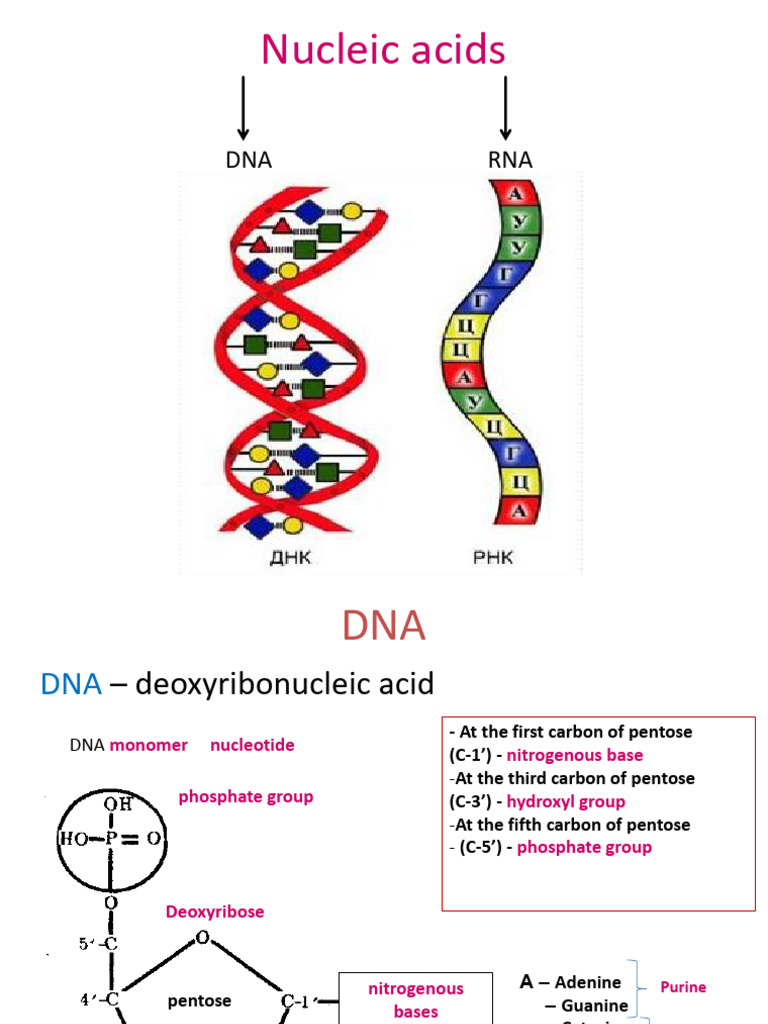 Nucleic Acids - Replication.transcription - Translation | PDF | Dna | Rna