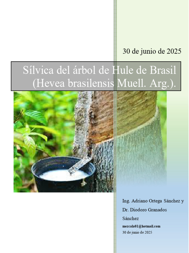 062 Silvica de Hule de Brasil (Hevea Brasilensis) | PDF | Raíz | Semilla