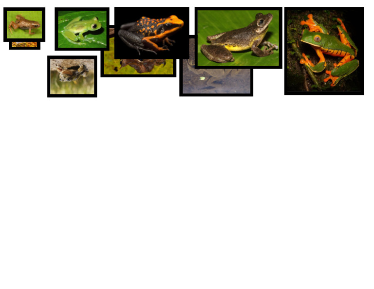 Serie de Ranas | PDF